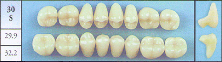 JBC and Company - MOLD 30S Posterior Replacement Teeth